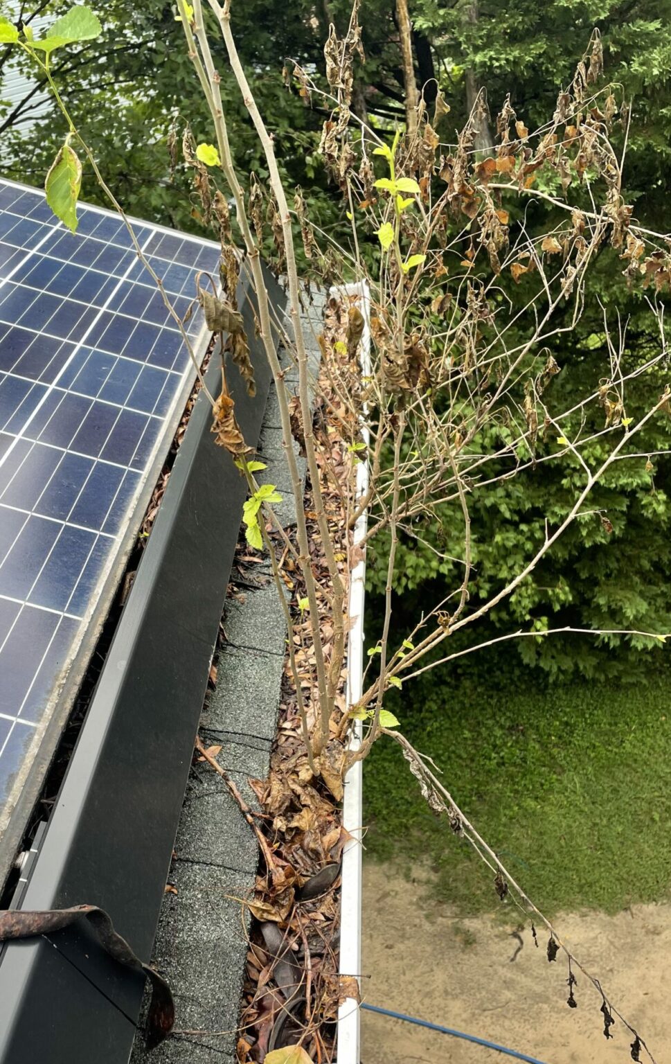 Gutter Debris Cleaning And Prevention | Allbrite Pressure & Soft Wash